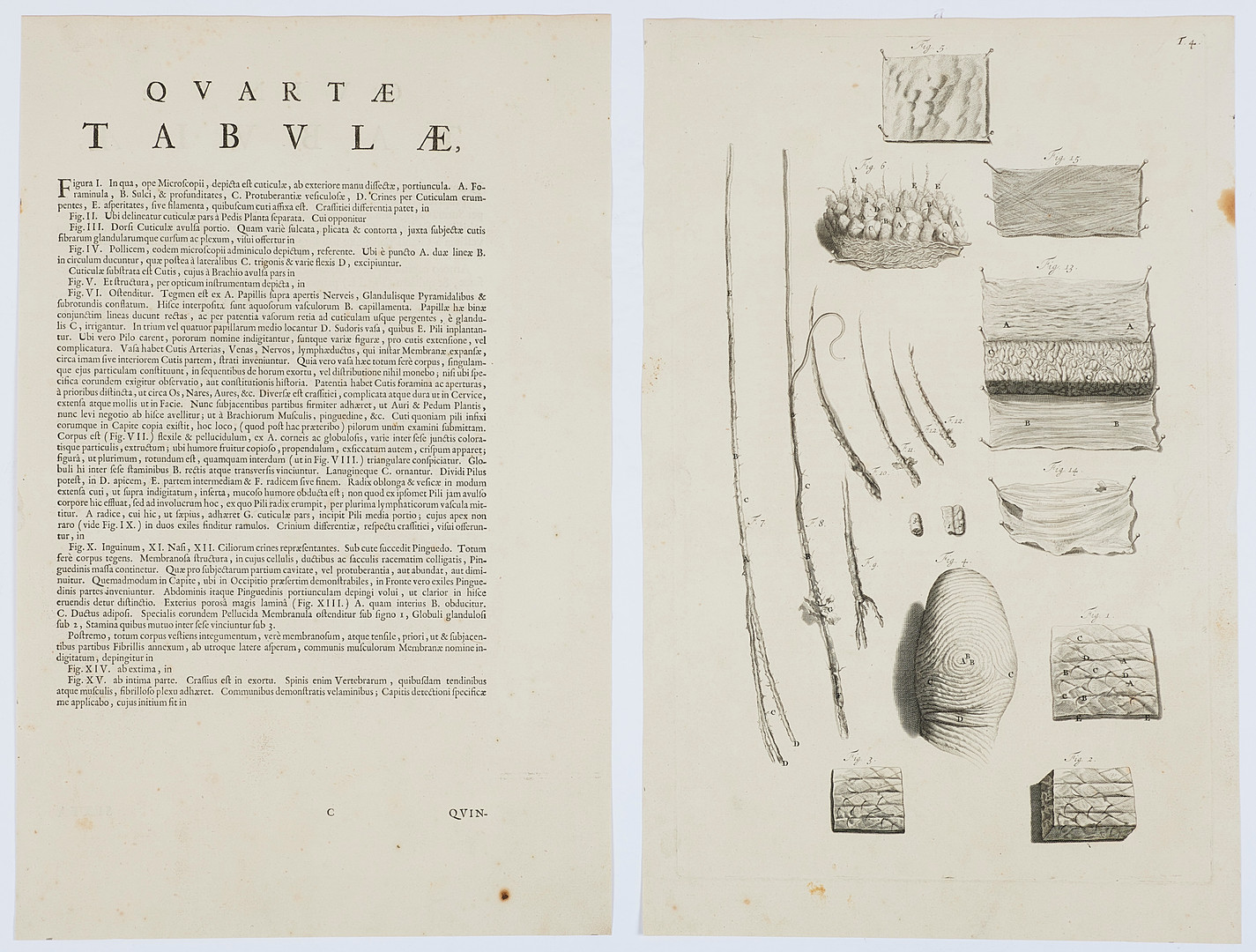Images For 1962708 Anatomical Plate On Fingerprints Engraved By images-for-1962708-anatomical-plate-on-fingerprints-engraved-by