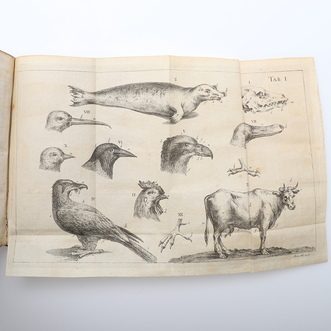Images for 2425185. ANDERS JAHAN RETZIUS' INTRODUCTION TO THE ANIMAL ...