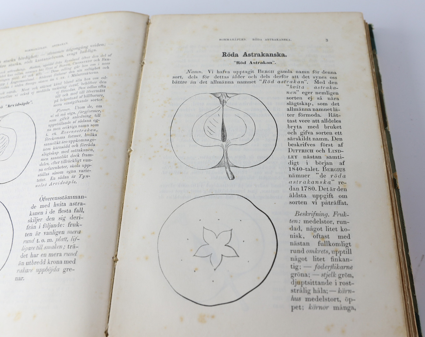 Images for 2430846. BOOK. SWEDISH POMOLOGY. Olof Eneroth - Handbook of ...
