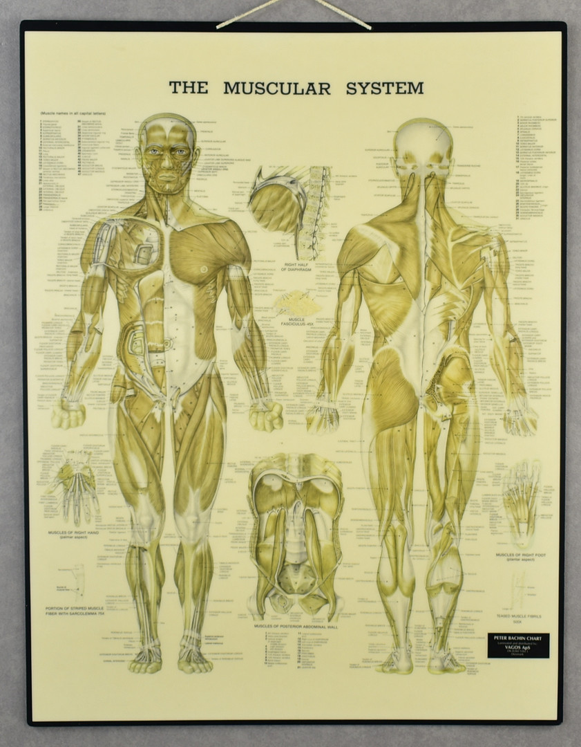 Images for 2464613. ILLUSTRATIONS 3 pcs. anatomy of the body, including ...