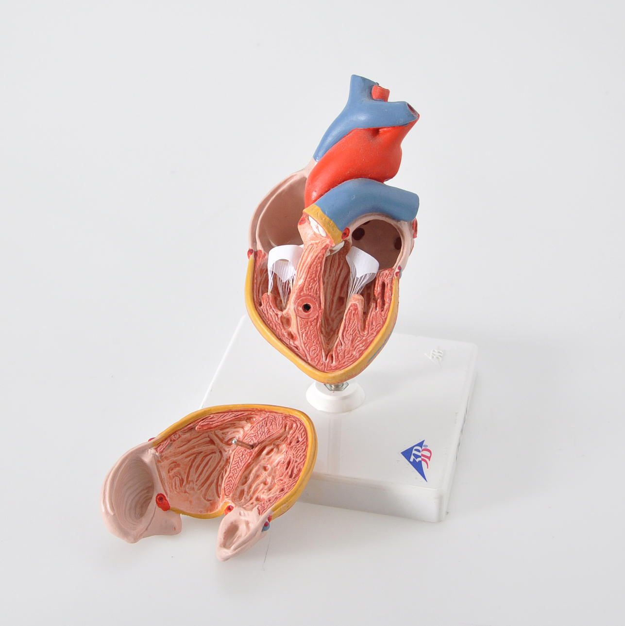 ANATOMISK MODEL, plast, hjerte, Vesttyskland. Øvrigt - Øvrigt - Auctionet