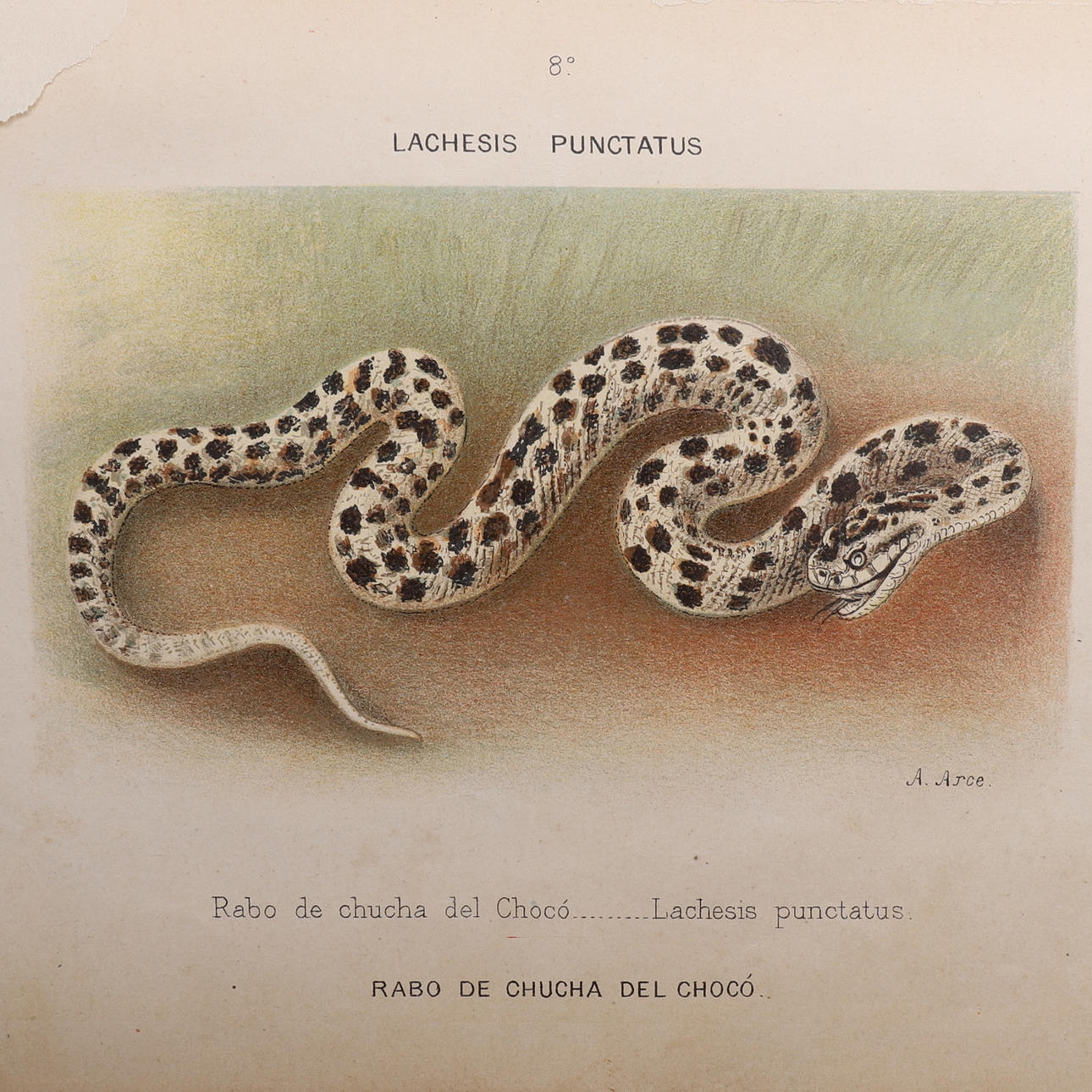 LOS OFIDIOS VENENOSOS DEL CAUCA 1896 WITH COLORED PLATES. Books, Maps ...