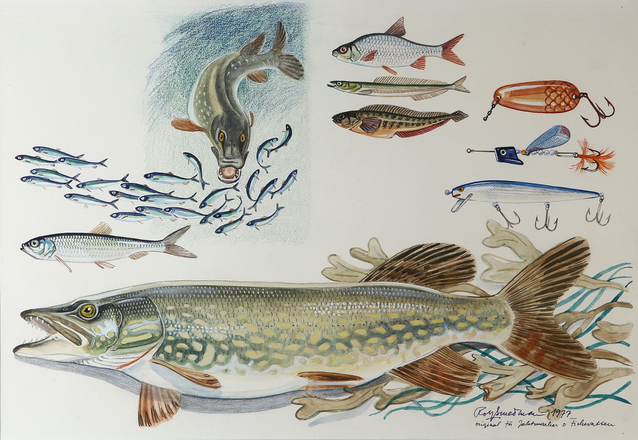 ROLF SMEDMAN. Akvarell, fiskar, signerad, original för Jaktmarker och ...
