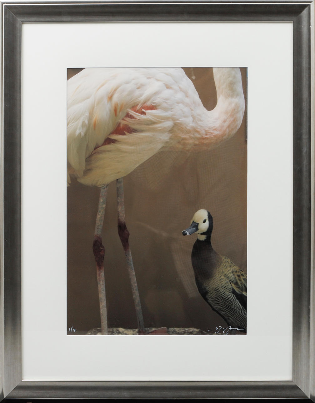 PETER APELGREN. Birds, litho photograph, from the series "Natural morte ...