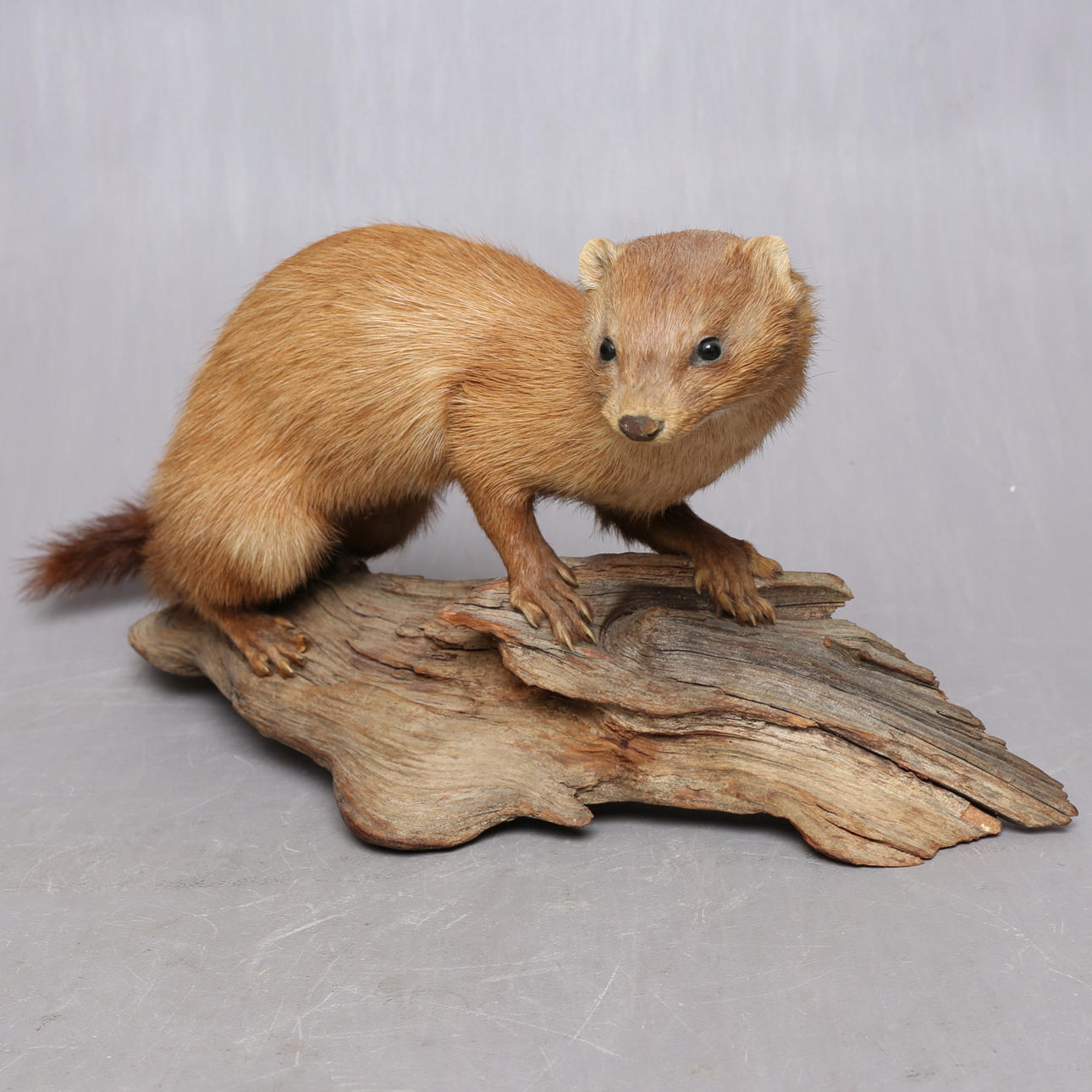 MINK, uppstoppad. Övrigt - Övrigt - Auctionet