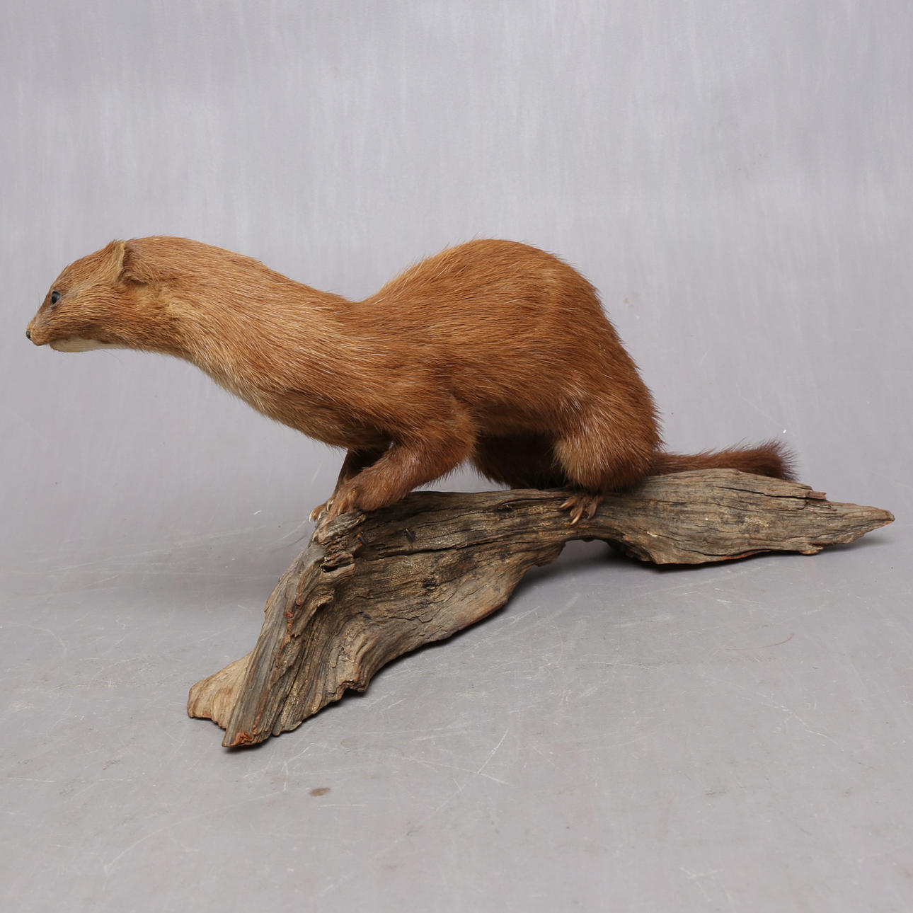 MINK, uppstoppad. Övrigt - Övrigt - Auctionet