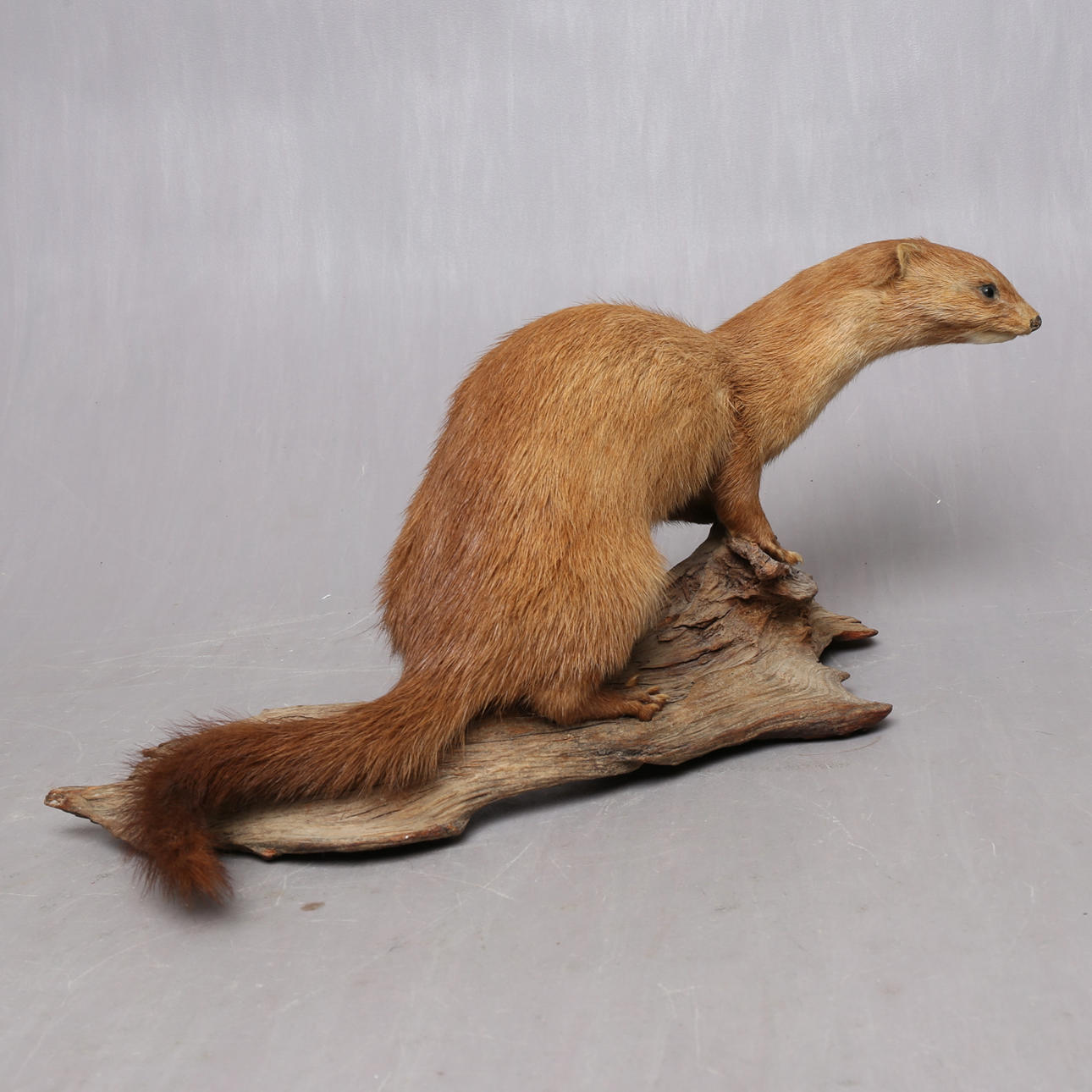 MINK, uppstoppad. Övrigt - Övrigt - Auctionet