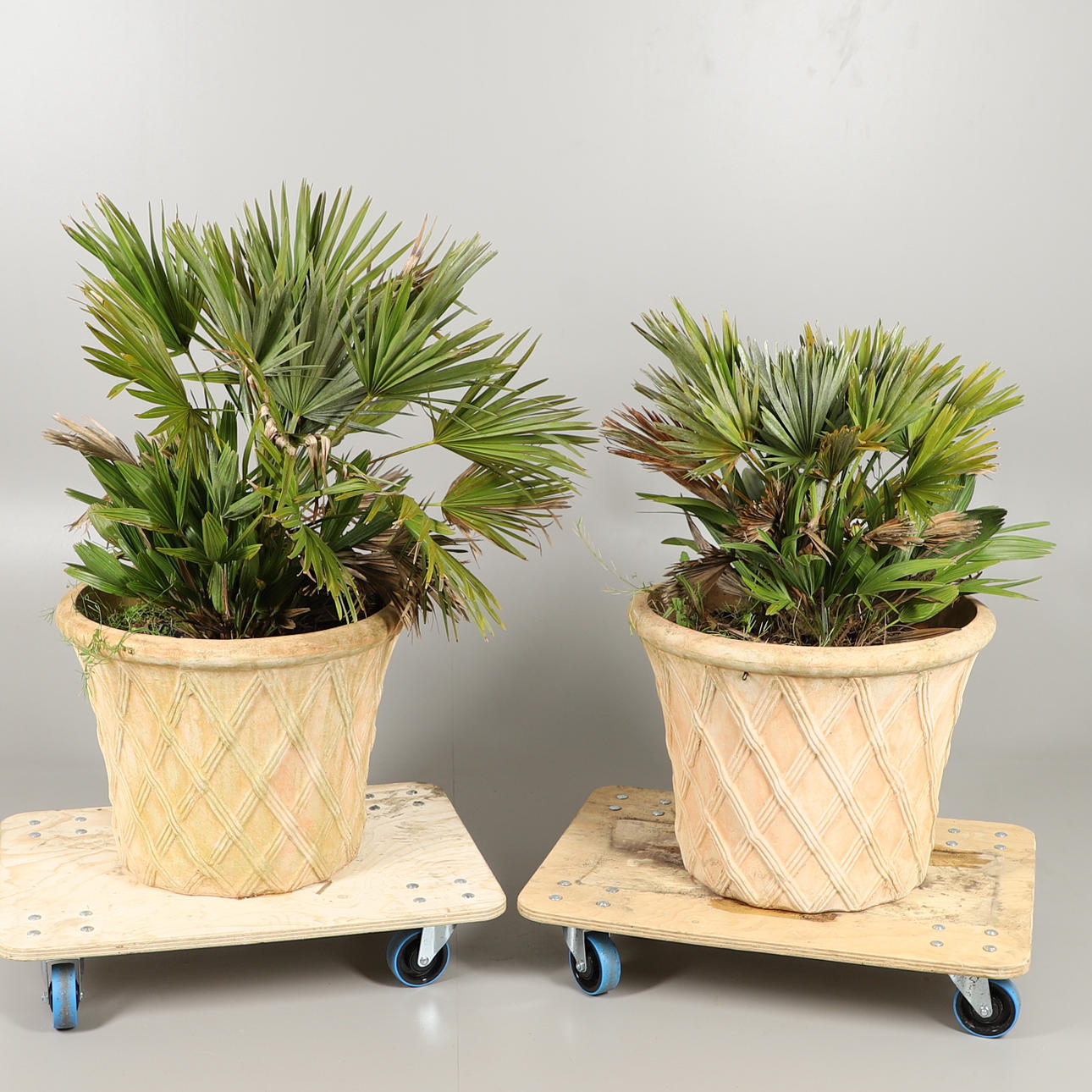A PAIR OF LARGE TERRACOTTA LATTICE DESIGN PLANTERS. Garden ...