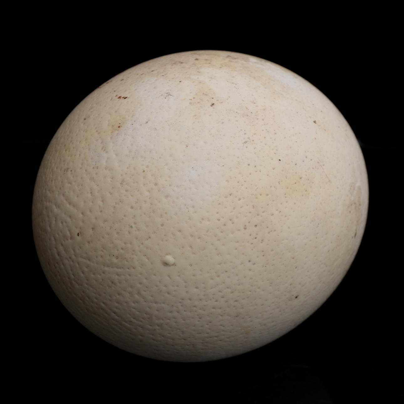 STRUTSÄGG, 1900-tal. Övrigt - Övrigt - Auctionet