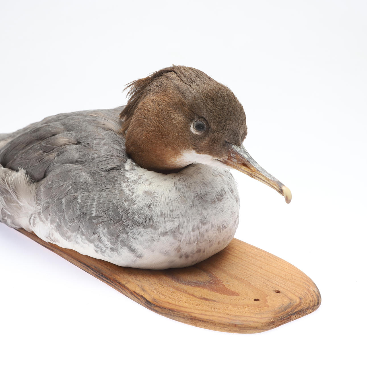 TAXIDERMI, Skrake, 1900-talets andra hälft. Övrigt - Övrigt - Auctionet