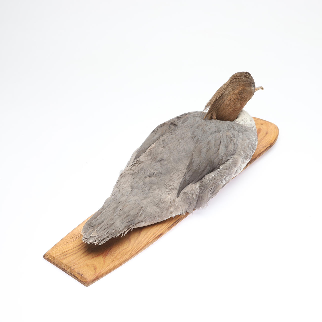 TAXIDERMI, Skrake, 1900-talets andra hälft. Övrigt - Övrigt - Auctionet