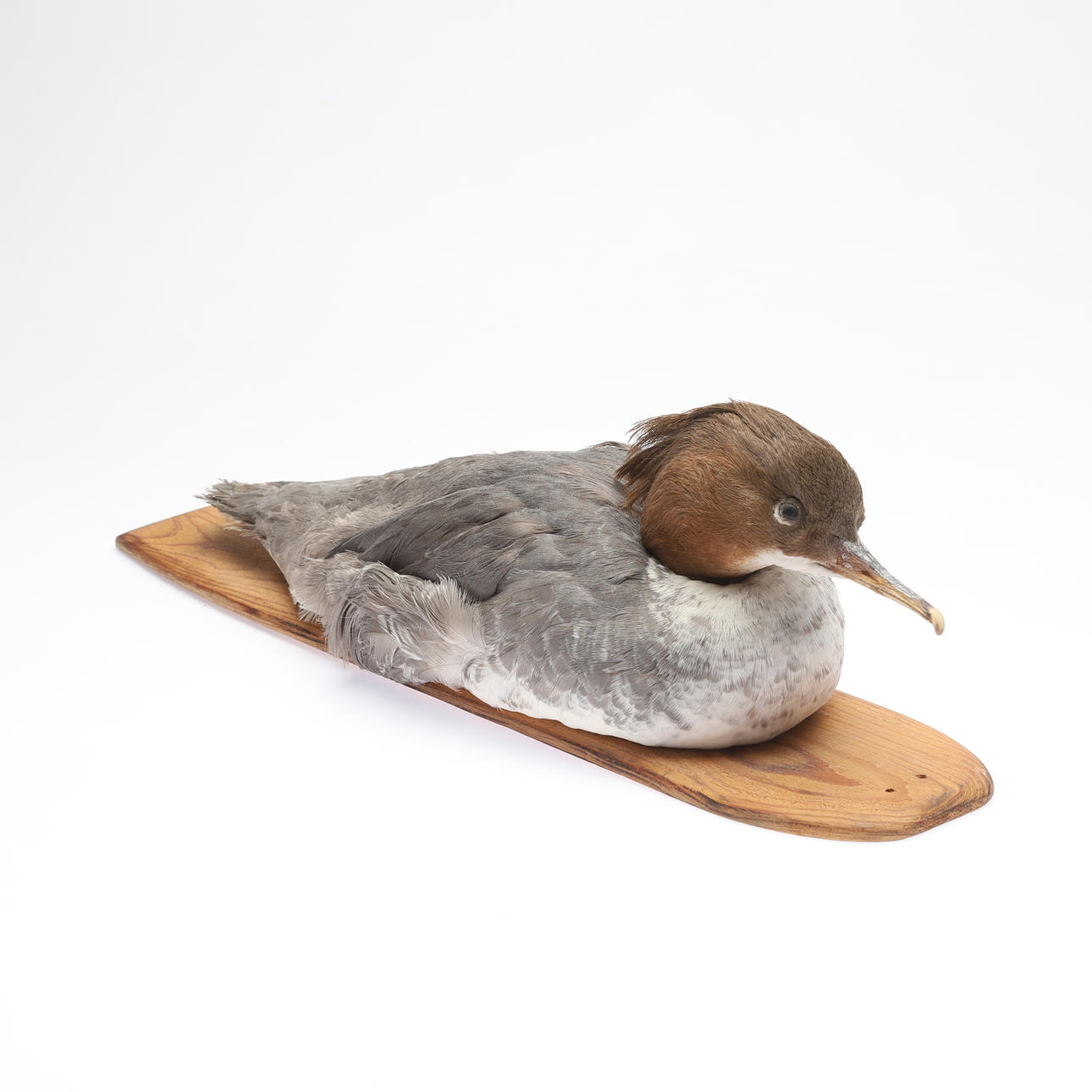 TAXIDERMI, Skrake, 1900-talets andra hälft. Övrigt - Övrigt - Auctionet