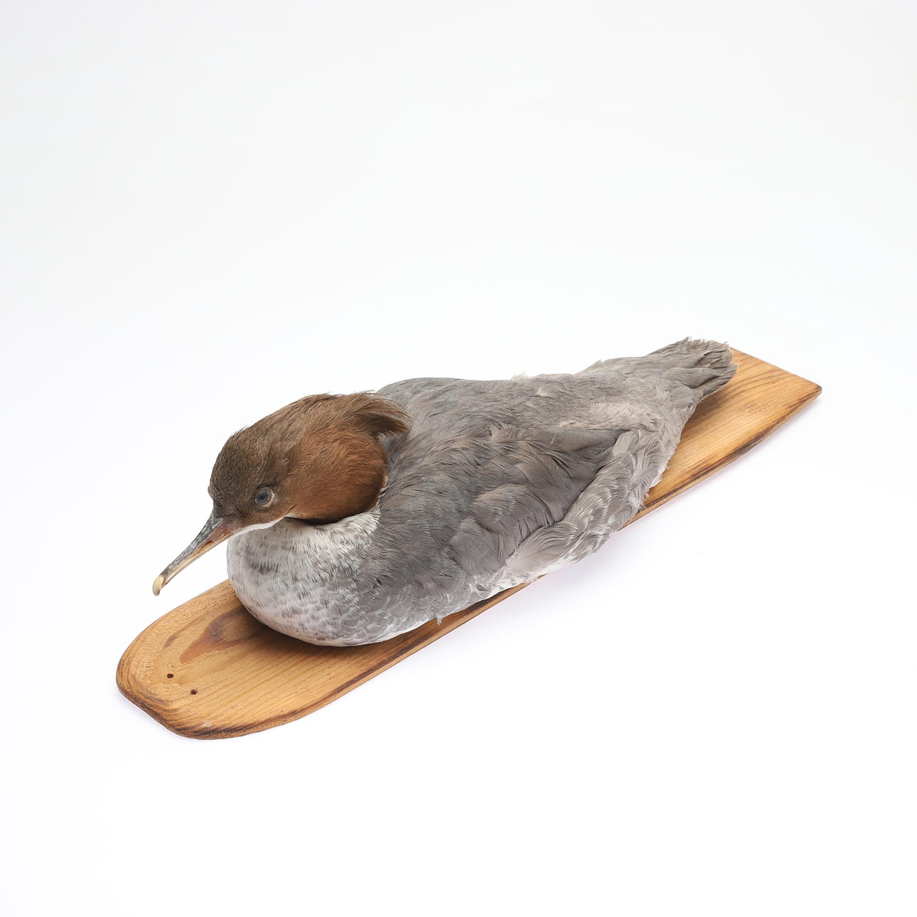 TAXIDERMI, Skrake, 1900-talets andra hälft. Övrigt - Övrigt - Auctionet