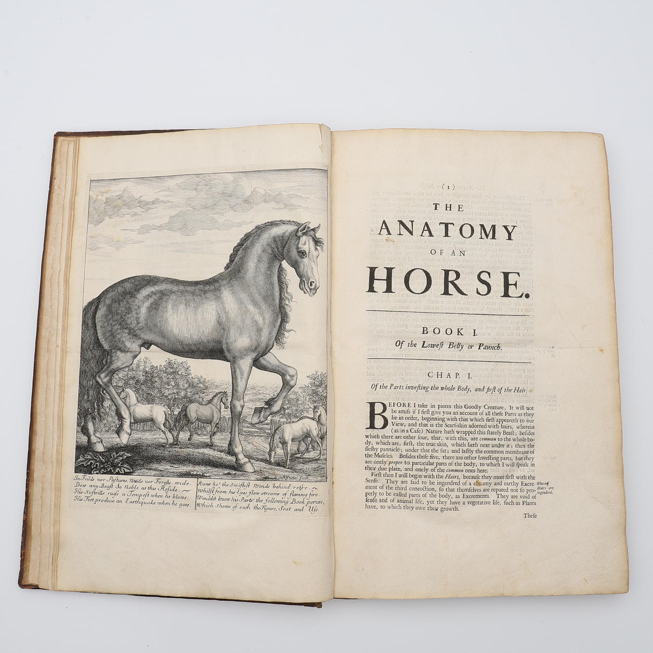 HIPPOLOGY. ANDREW SNAPES THE ANATOMY OF A HORSE WITH 49 FULL-PAGE ...