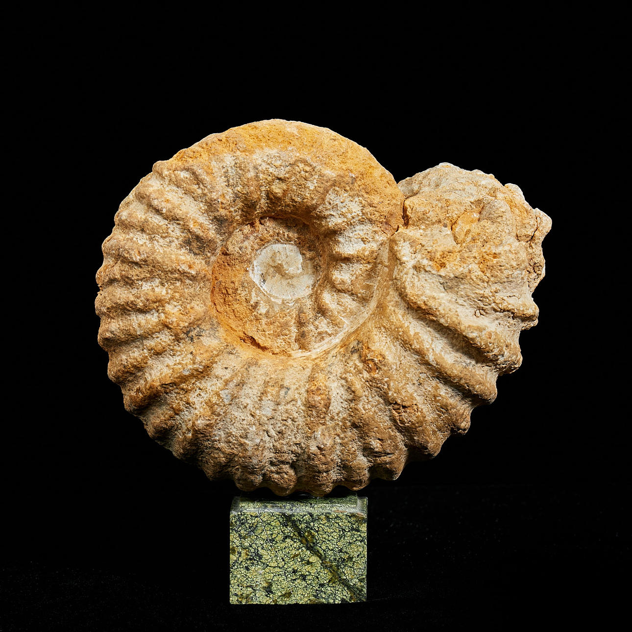 AMMONITE, fossil, mounted on plinth in serpentine, ammonites are an ...