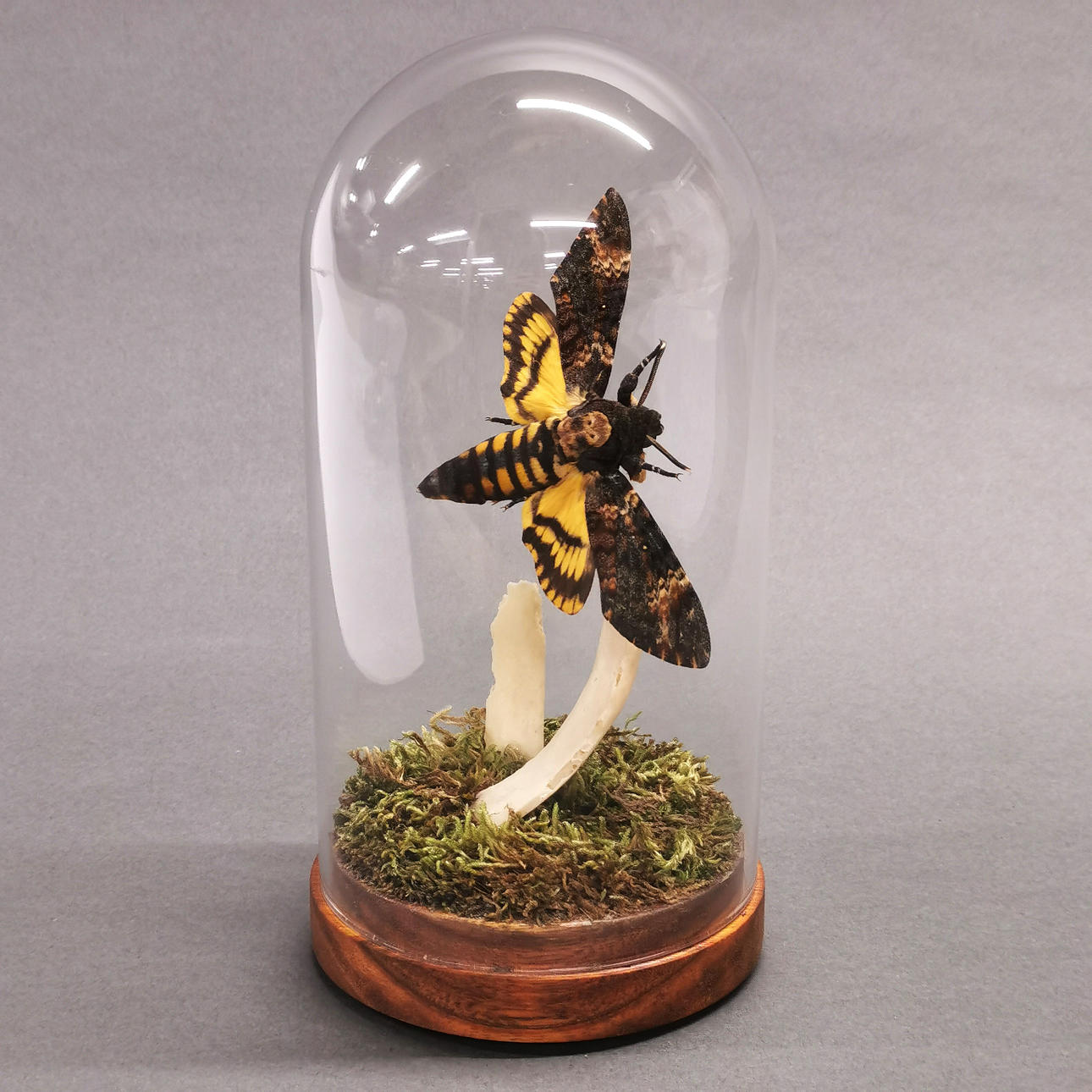 TAXIDERMY DEATH'S HEAD HAWK MOTH. Swedish Folk Art - Other - Auctionet