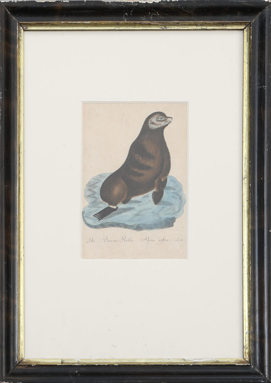 OKÄND KONSTNÄR. Etsning,säl på kobbe,"Die Bären=Kobbe.Phoca ursina.Lin ...