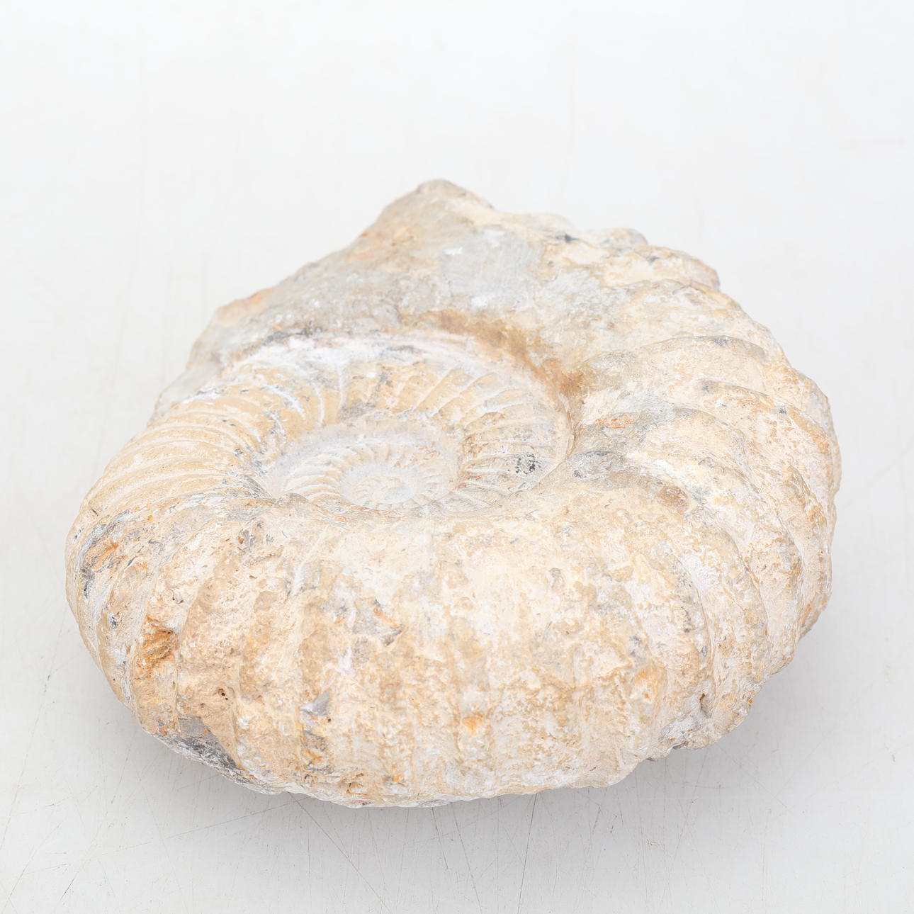 FOSSIL, snäcka, Ammoniter, ca 1 kg. Smycken & Ädelstenar - Ädelstenar ...