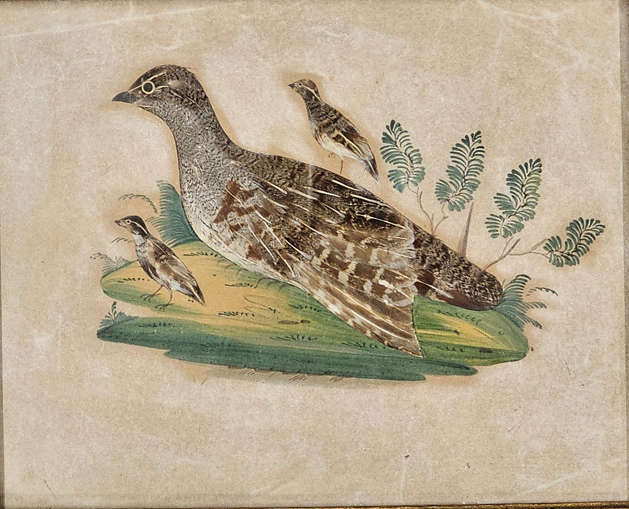 ANÓNIMO SIGLO XIX. PARTRIDGE. FEATHERED WATERCOLOR ON PAPER. Art ...