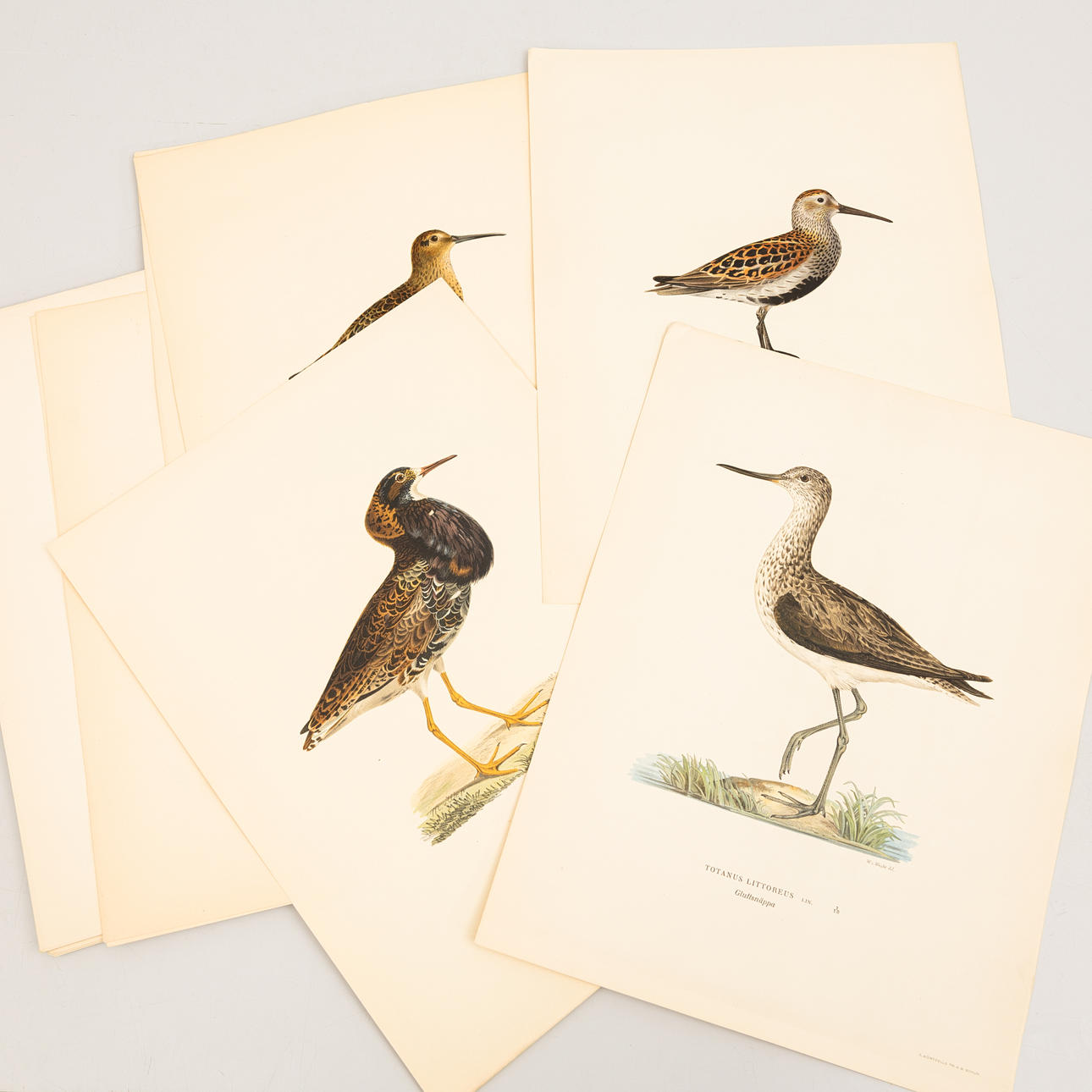 “SWEDISH BIRDS”, 45 lithographic sheets, M v Wright, A Börtzells Tr Ab ...
