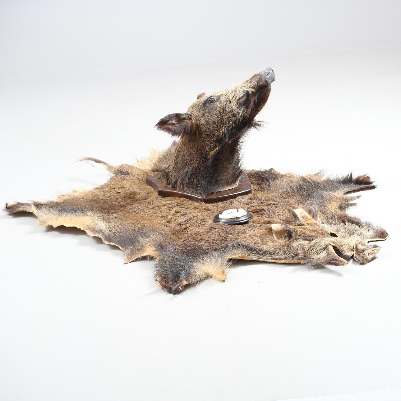 Neck mounted wild boar, boar skin and boar teeth plaque (3 ...