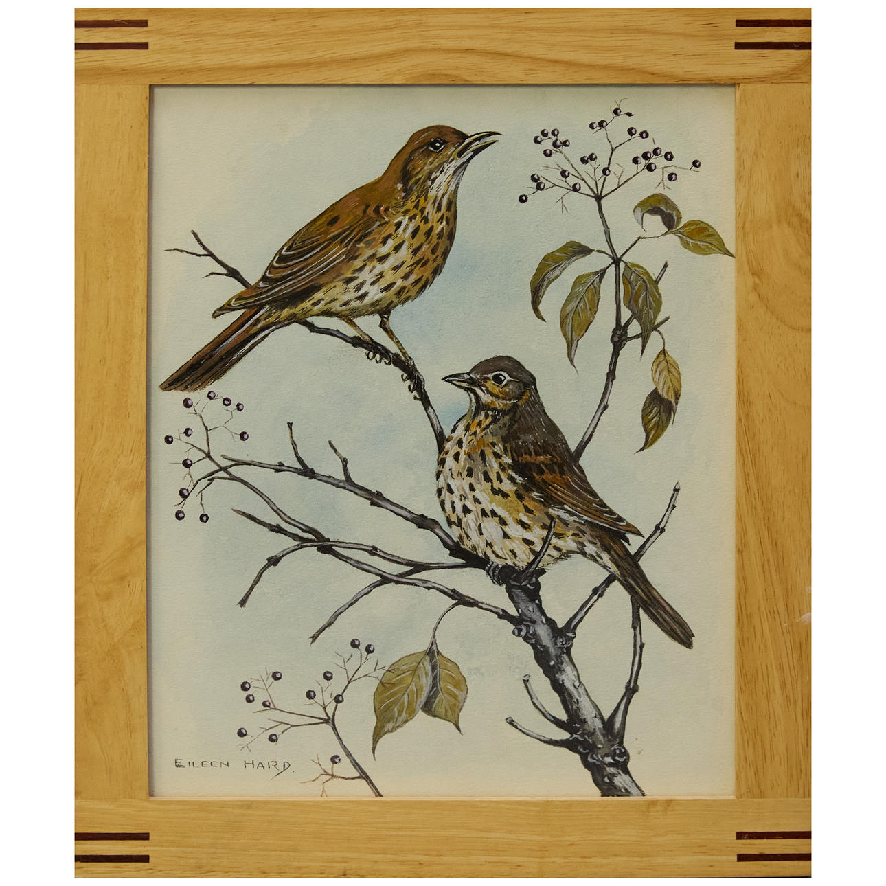 EILEEN HARD (20TH CENTURY BRITISH). BIRD STUDIES (5). Art - Paintings ...