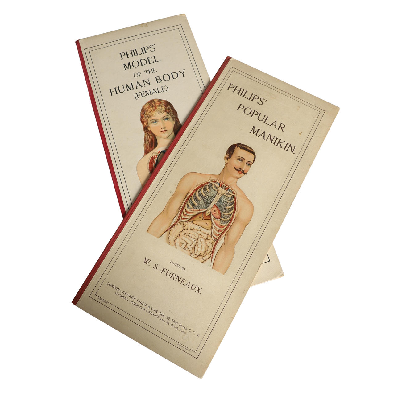 W. S. FURNEAUX (EDITED BY). Philips' Model of the Human Body (Female ...