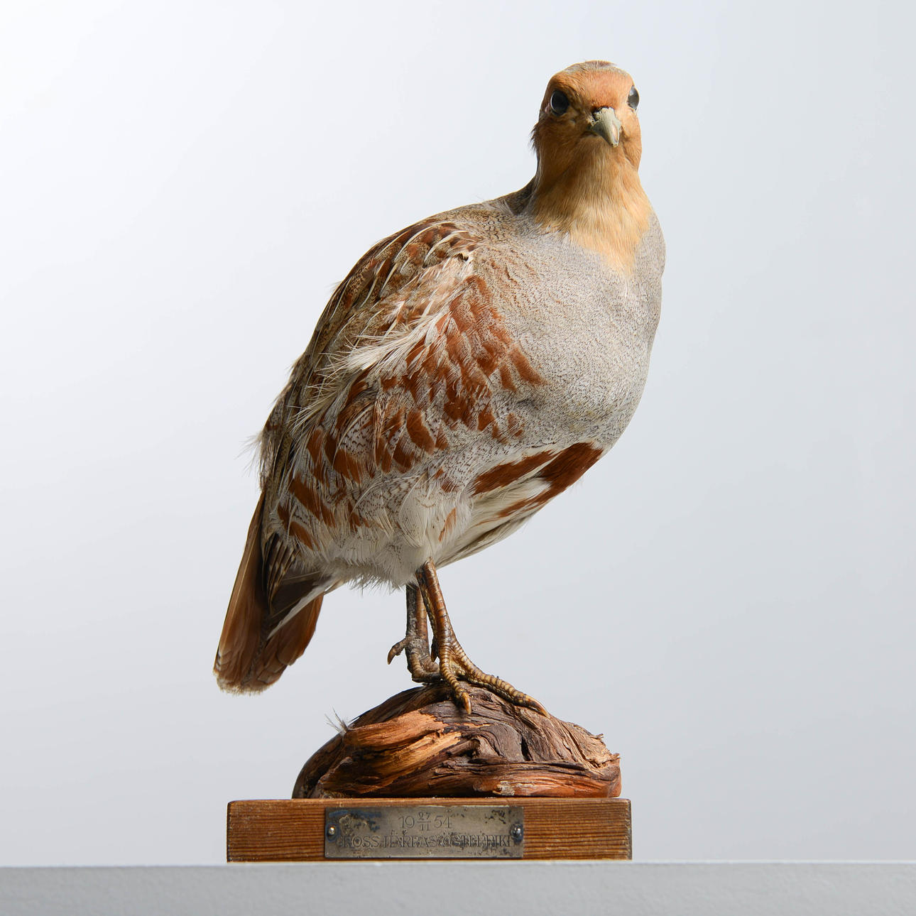 STUFFED BIRD, partridge, dated 1954. Miscellaneous - Miscellaneous ...