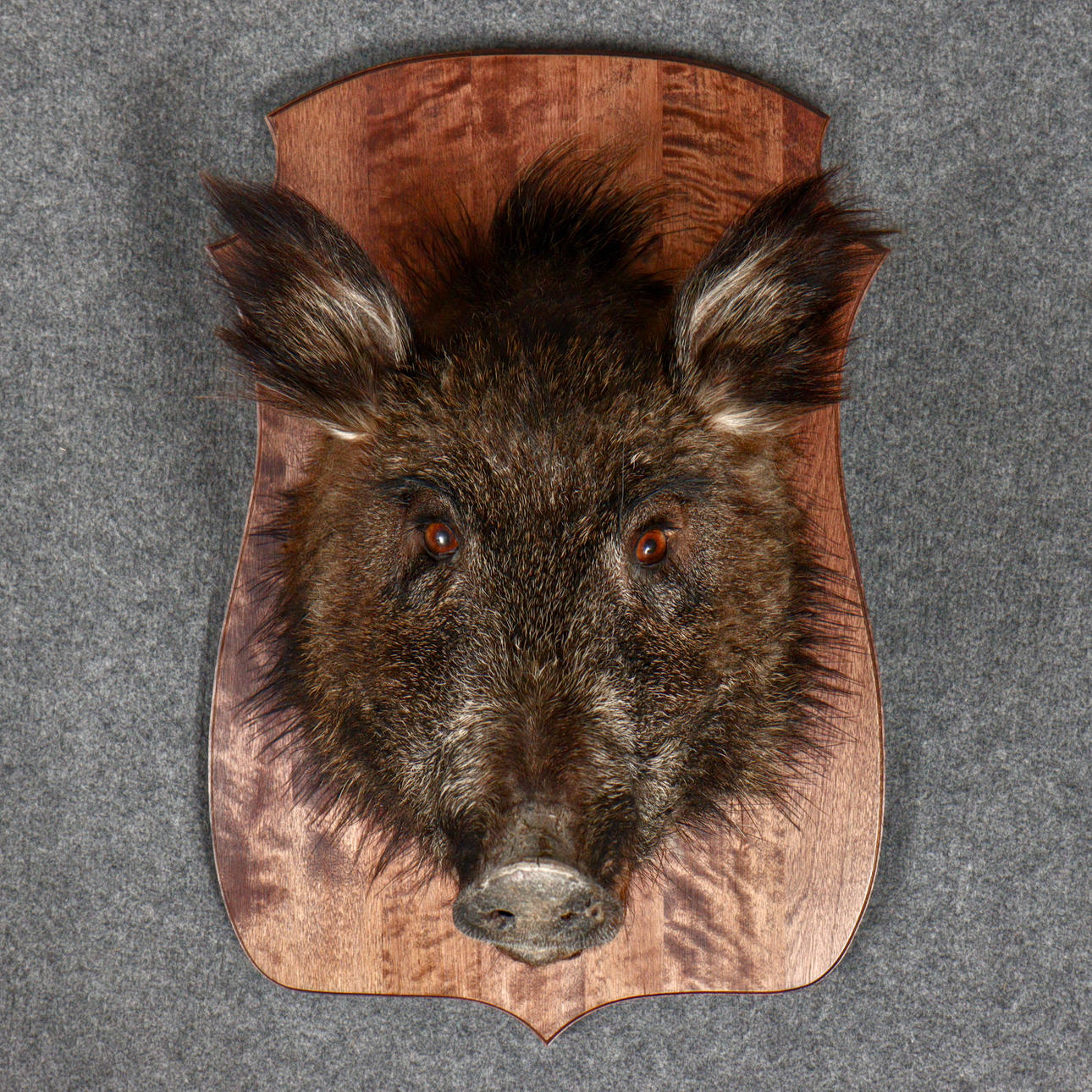 HUNTING TROPHY WILD BOAR. Art - Sculptures & Bronzes - Auctionet