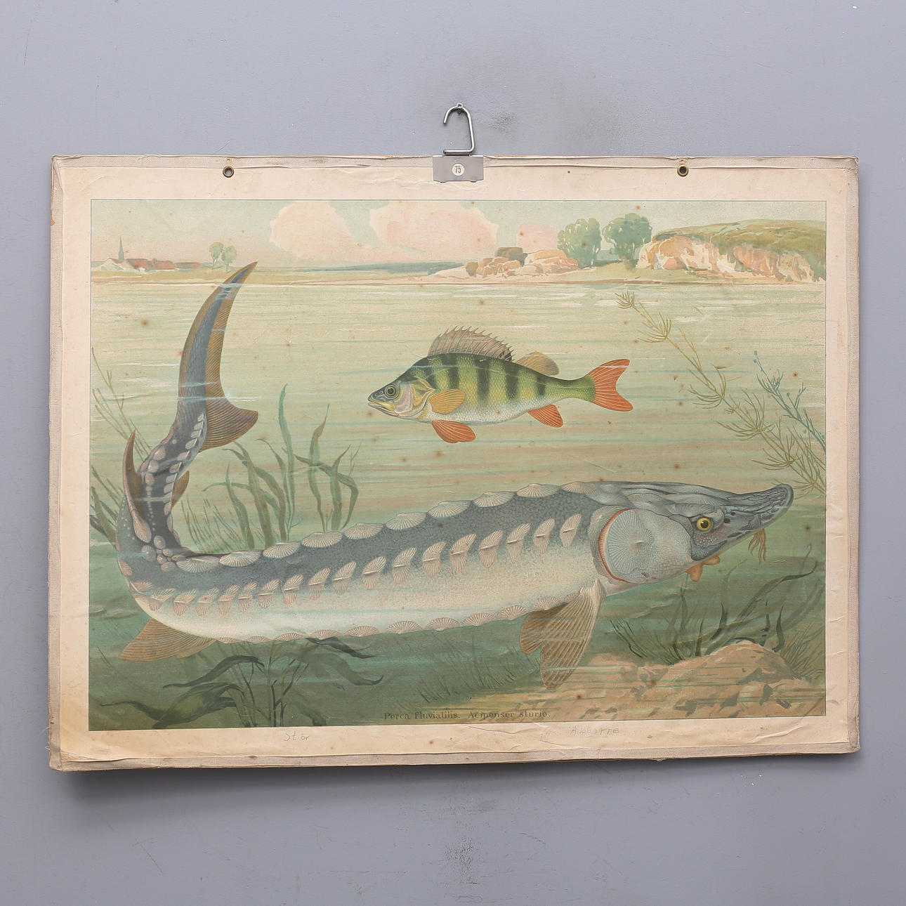 SKOLPLANSCH, Fiskar, 1900-tal. Konst - Övrigt - Auctionet