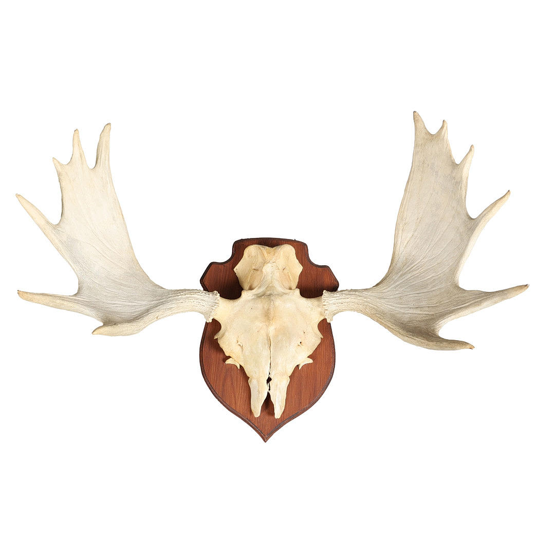 A PAIR OF TAXIDERMY MOOSE ANTLERS. Collectables - Other collectables ...