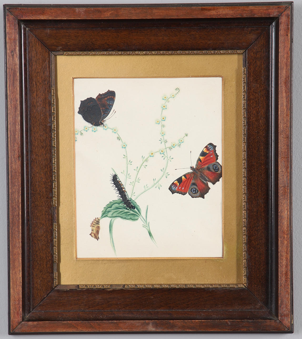 19TH CENTURY WATERCOLOUR STUDY - THE LIFE OF THE PEACOCK BUTTERFLY. Art ...