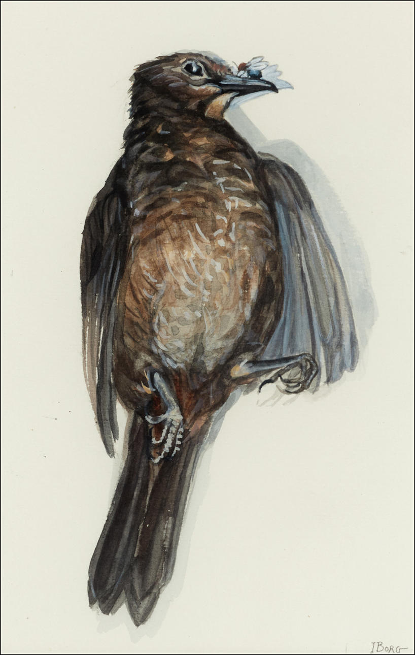 INGA BORG (Stockholm 1925-2017 Nyköping), “Little fly on dead bird ...