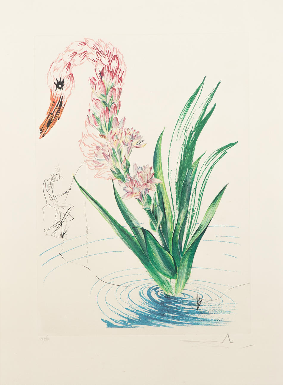 SALVADOR DALI (1904-1989). Polyanthes tyberosa et cygnus vegetalis ...