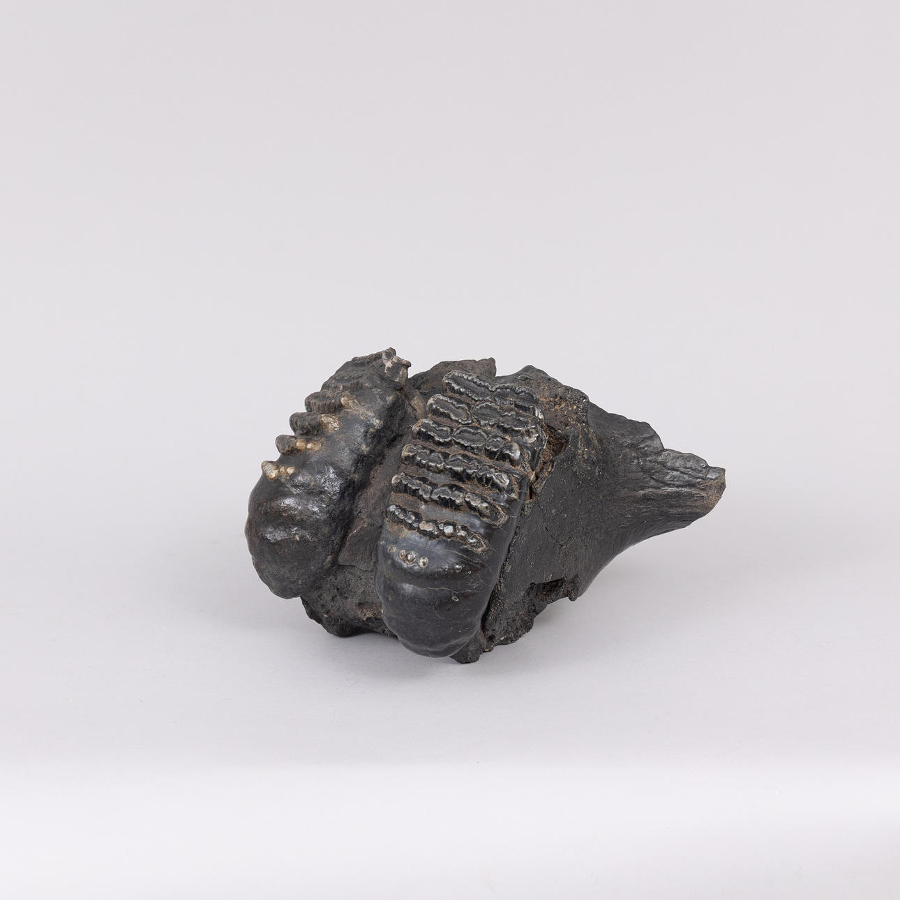 FOSSIL, mammut, 2 tandrader, förhistorisk. Övrigt - Övrigt - Auctionet
