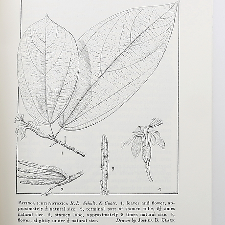 DRUGS/ANTIQUES. THE THEORIES OF WHICH MUSHROOM THAT POISONED THE ...