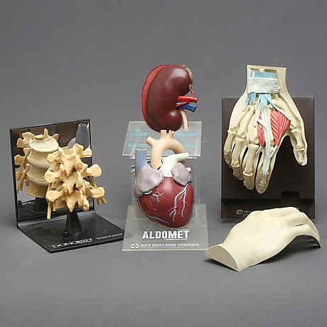 ANATOMISKA MODELLER, 4 st, plast, 1900-tal. Övrigt - Övrigt - Auctionet
