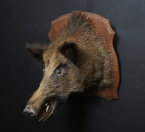 TROPHY, boar's head. Miscellaneous - Miscellaneous - Auctionet