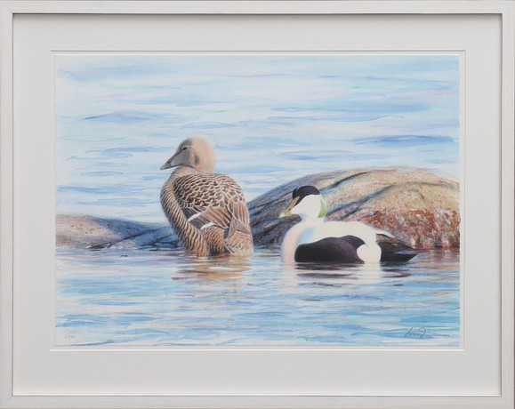 LARS JONSSON. SEA BIRDS, color lithograph. Art - Engravings & Prints ...