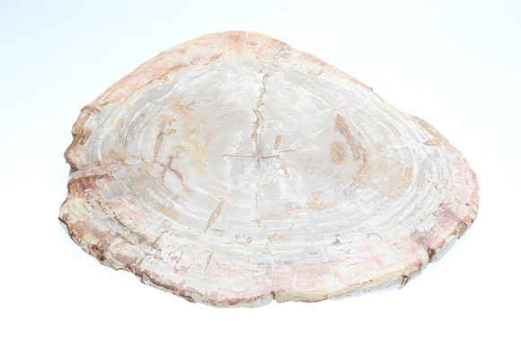 FOSSIL DISC, from stump, stone. Miscellaneous - Miscellaneous - Auctionet