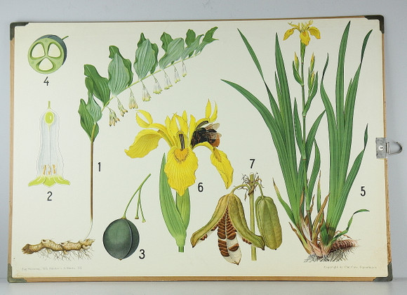 SCHOOL PLANSCH, plants, Vilhelm Balslev, Eugenius Warming and A Mentz ...