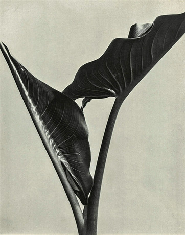 IMOGEN CUNNINGHAM. PHOTOLITHOGRAPHY: Calla flower leaves, 1932. Art ...