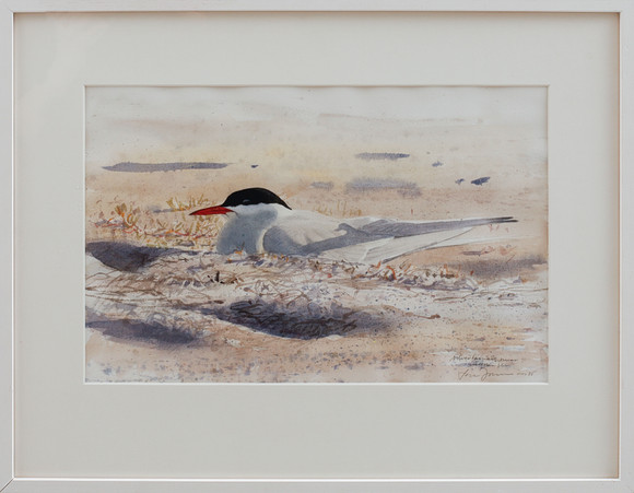 LARS JONSSON. "Silvertärna ruvar i kvällningen", akvarell, signerad och ...