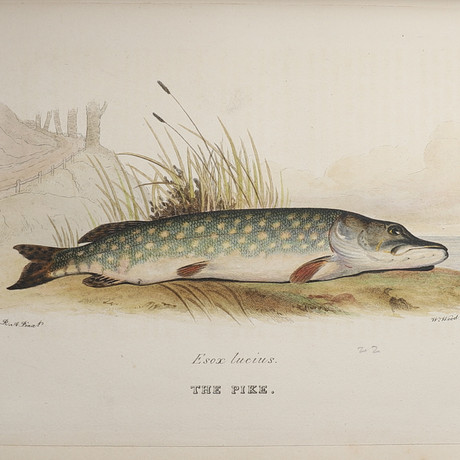 UNIQUE COPY OF THE COMPLETE ANGLER 1815 WITH 72 EXTRA PLATES. Books ...