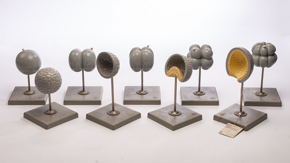 Somso, nine cell models / zoological models, model 'ZoS 58', plastic ...