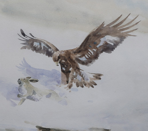 HENRY FREDRIKSSON. Golden eagle and hare. Watercolor, signed and dated ...