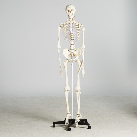 ANATOMISK MODELL, skelett, plast. Övrigt - Övrigt - Auctionet