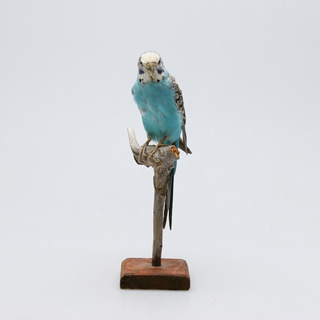 UNDULAT, uppstoppad, 1900-tal. Övrigt - Övrigt - Auctionet