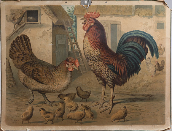 SCHOOL PLANSCH, cardboard, Hens, 1900s. Art - Other - Auctionet