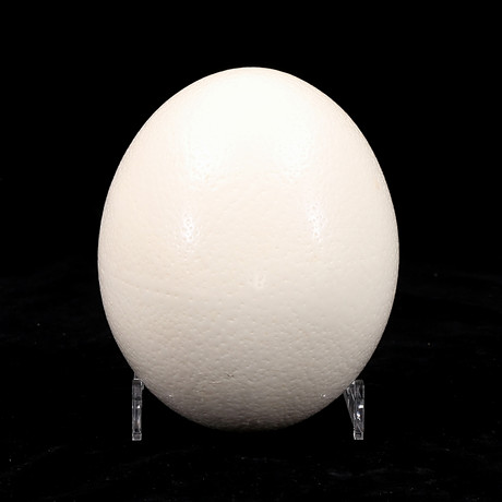 STRUTSÄGG, 1900-tal. Övrigt - Övrigt - Auctionet